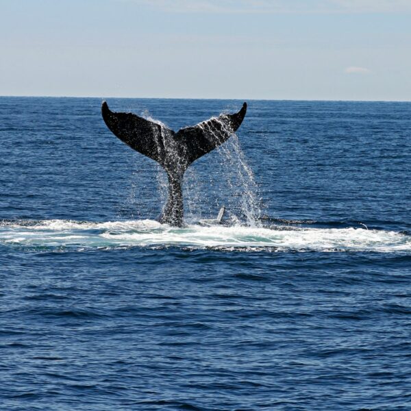 The Humpback Highway: Top whale watching spots on Sydney's Northern ...